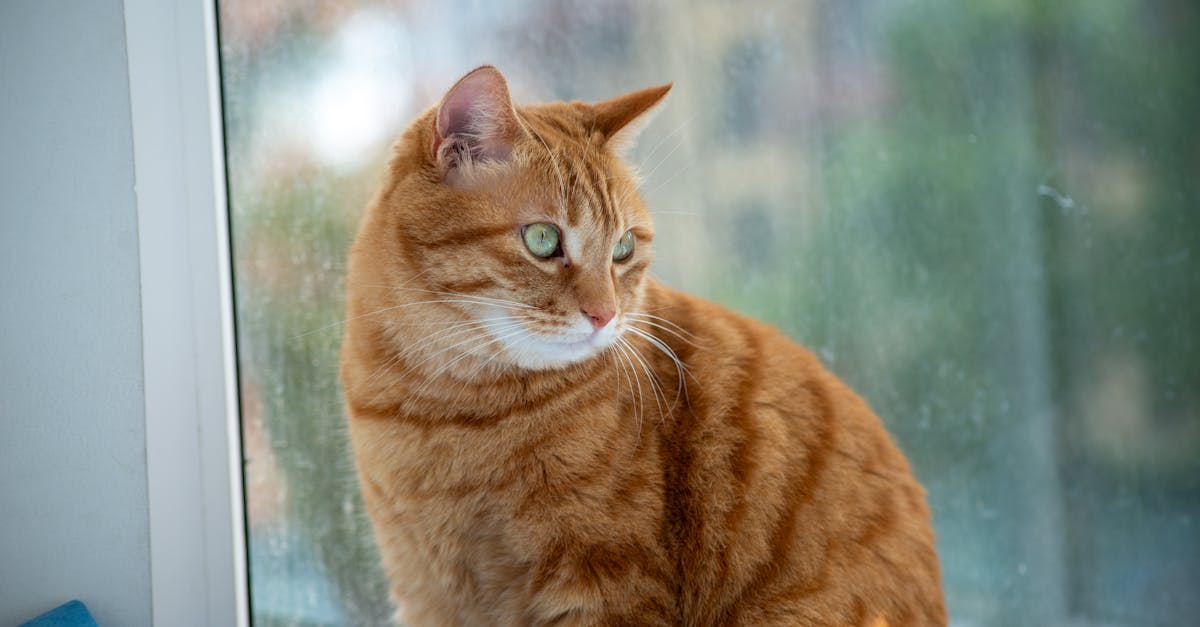 Quelle est cette fleur étonnante qui imite la forme d'une tête de chat ...