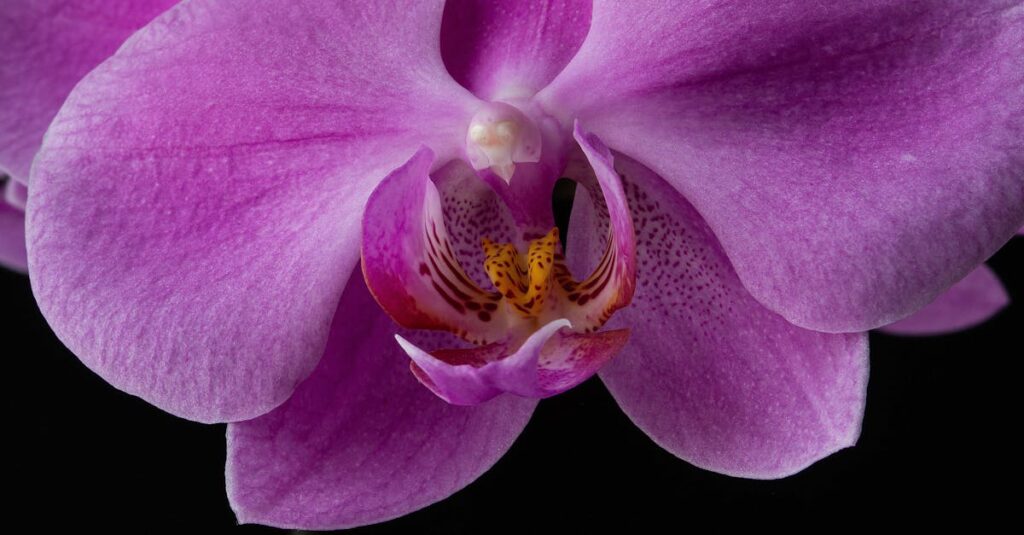 Quelle est cette fleur étonnante qui imite la forme d'une tête de chat ...